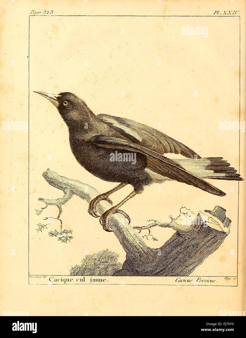 Comprehensive Ornithology Treatise, Natural History of Birds, Detailed ...