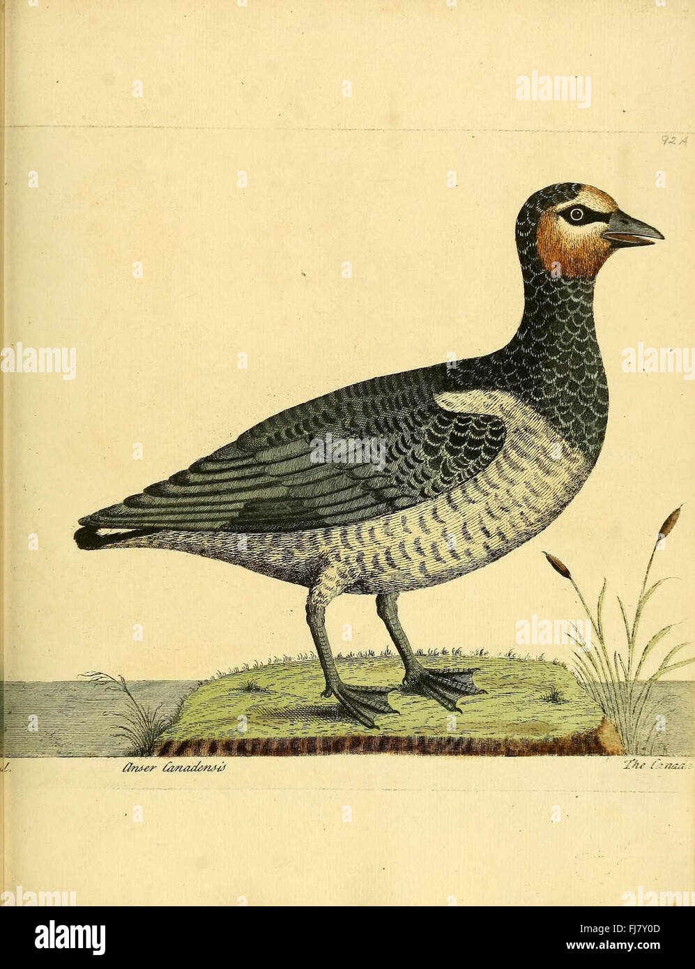 An early natural history work documenting bird species, with detailed ...