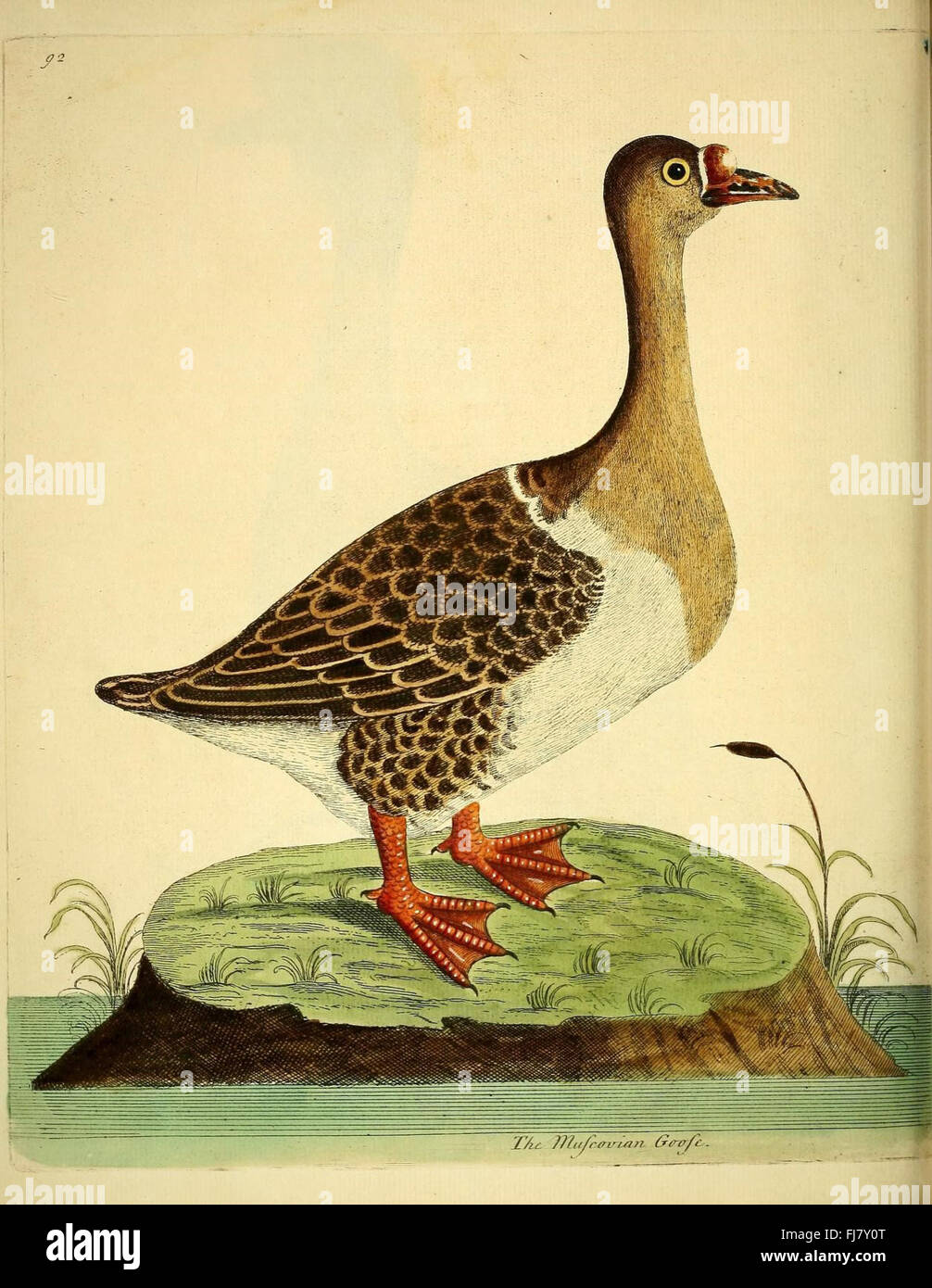 Birds, Early works to 1800, Pictorial works, Smithsonian Libraries ...