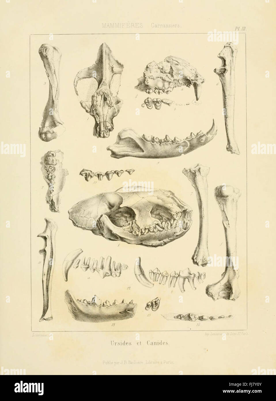 Paleontology, fossils, prehistoric life, fossil record, paleontological ...