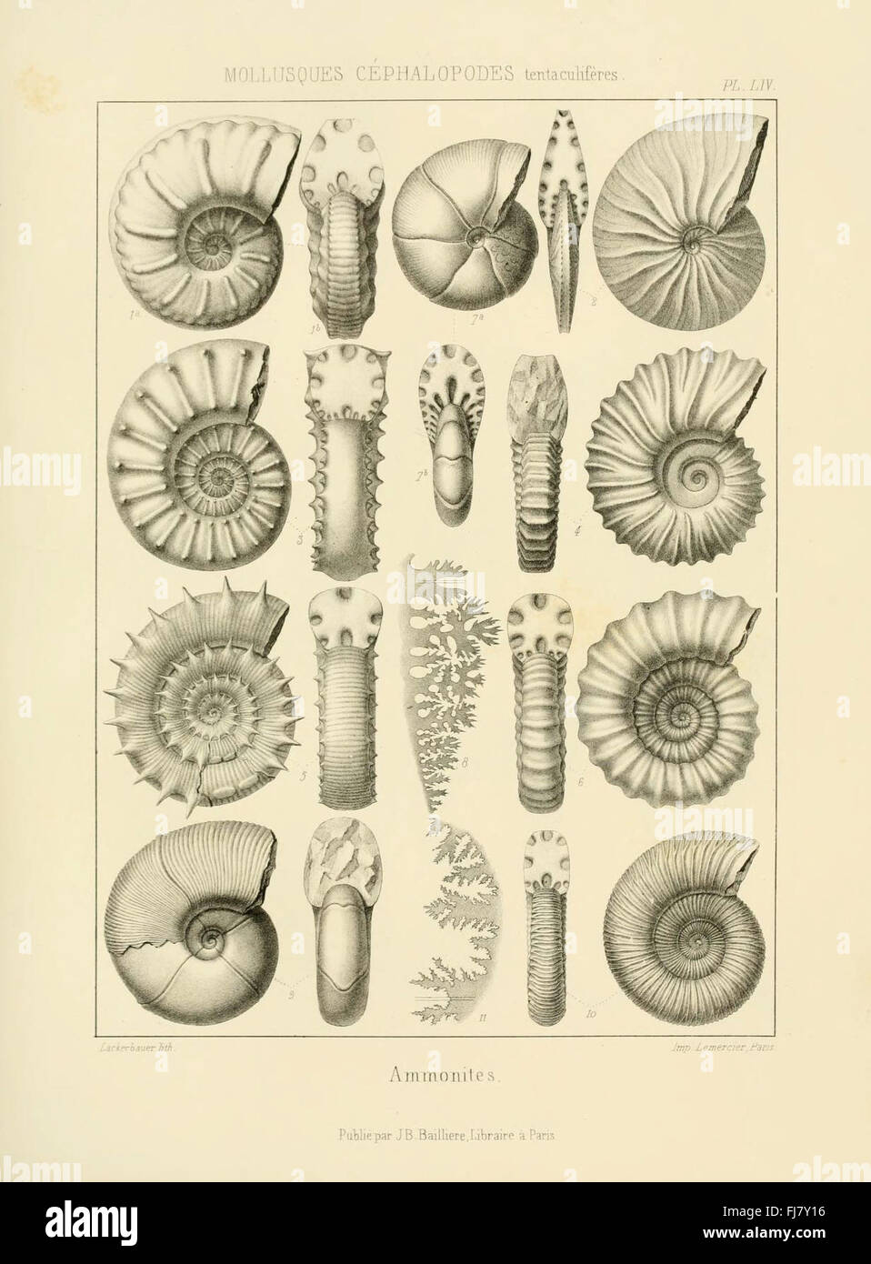 Geological specimens featuring hi-res stock photography and images - Alamy