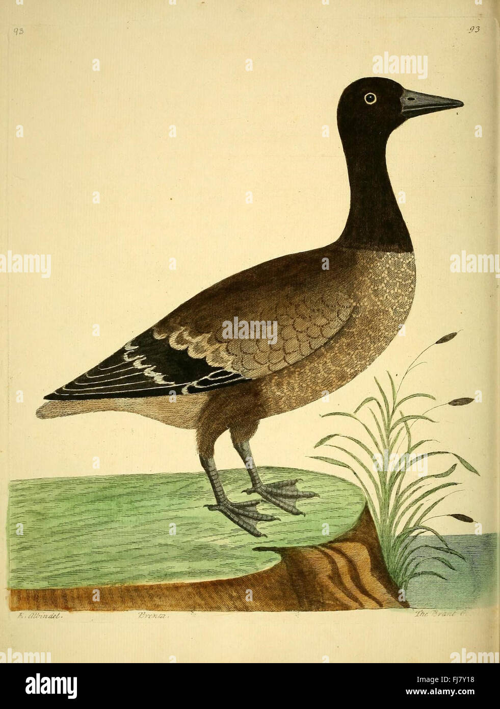 A natural history of birds (Numb. XCIII), Birds Early works to 1800 ...