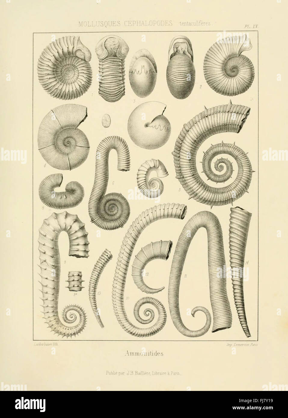 Significance of taxonomy in understanding hi-res stock photography and ...