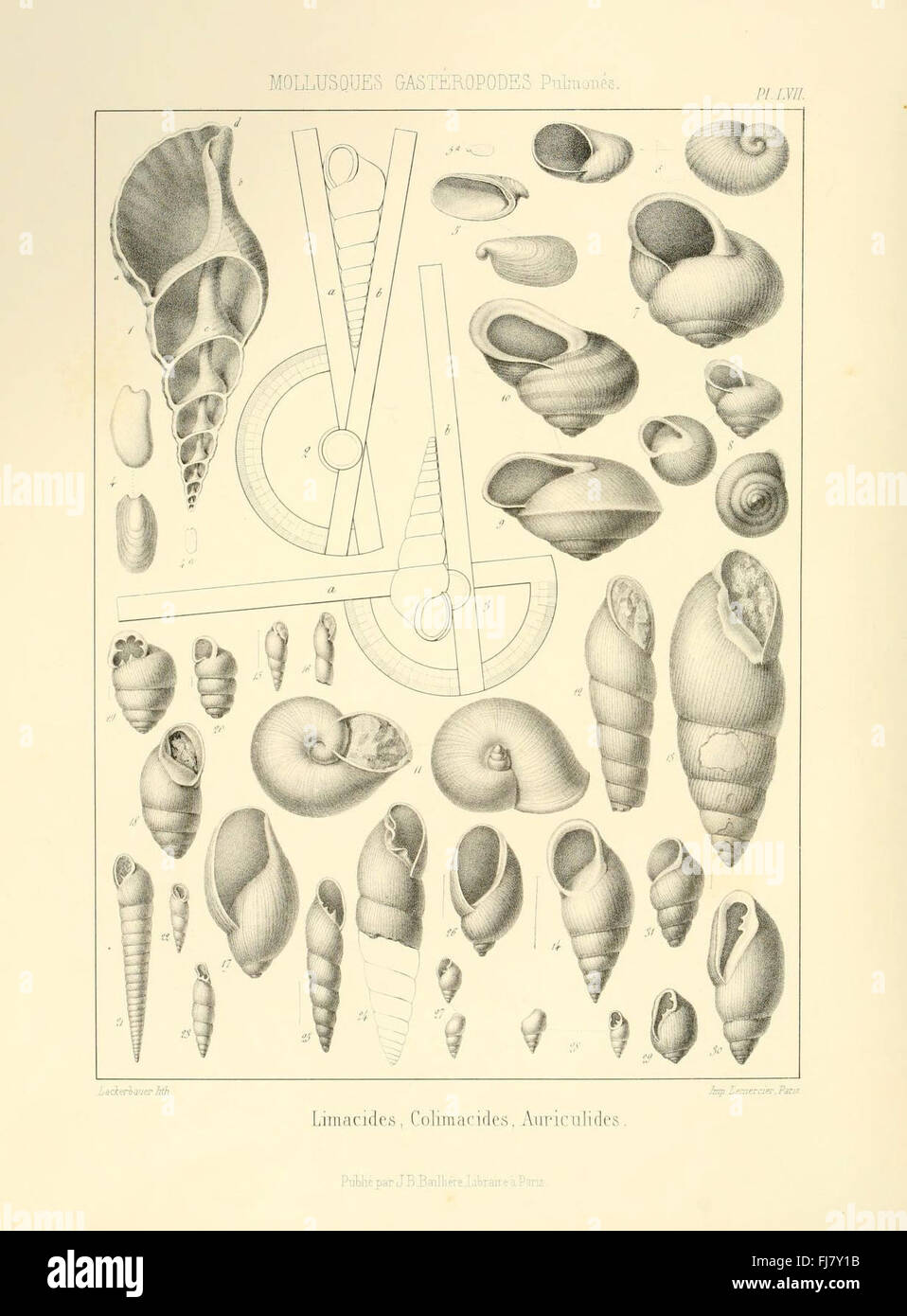 A scientific study of fossils, detailing extinct species and geological ...
