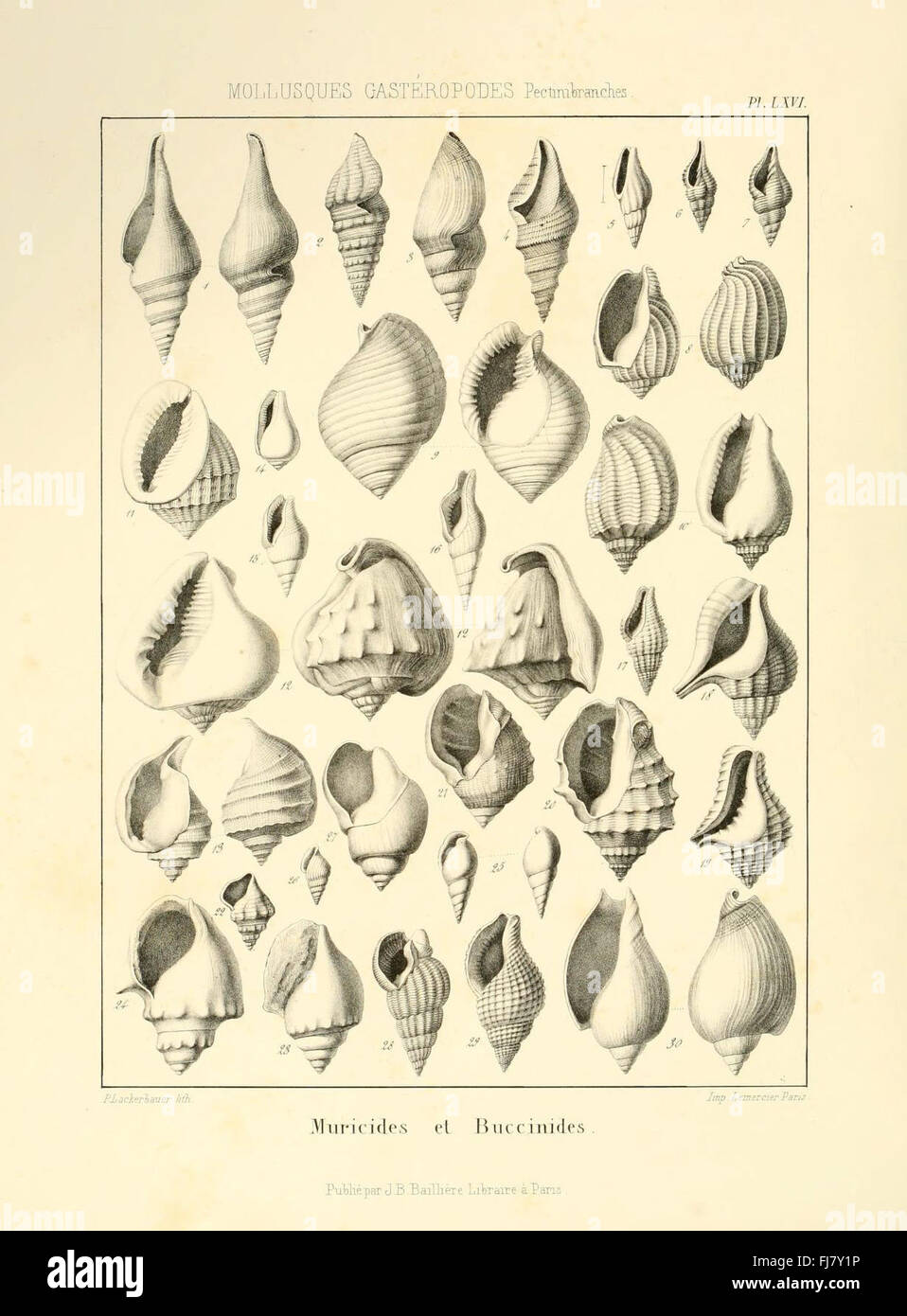 Treatise on Paleontology (Plate 66), a scientific work on fossils and ...