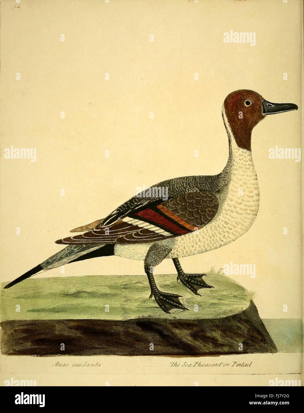 A Natural History of Birds, ornithology, bird species, Smithsonian ...