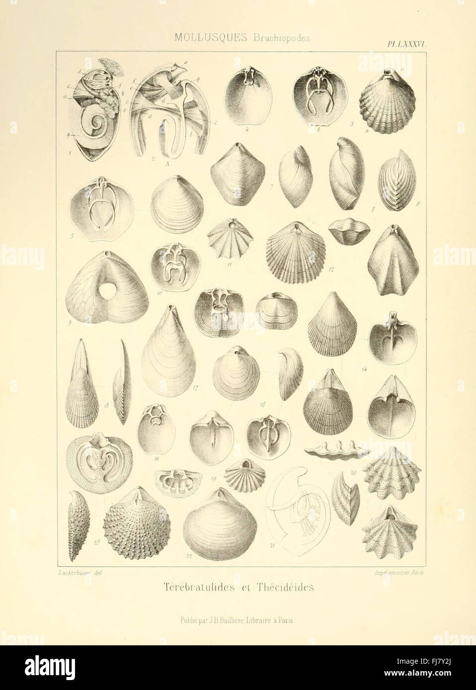 A detailed exploration of fossils, showcasing various specimens and ...