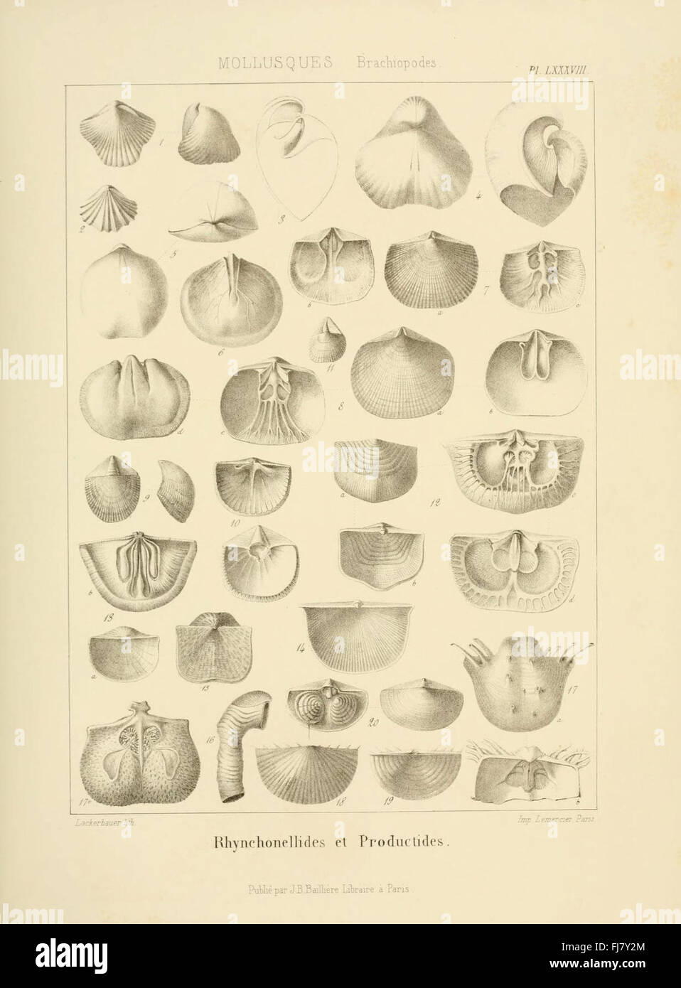 A paleontological treatise featuring detailed illustrations of fossils ...