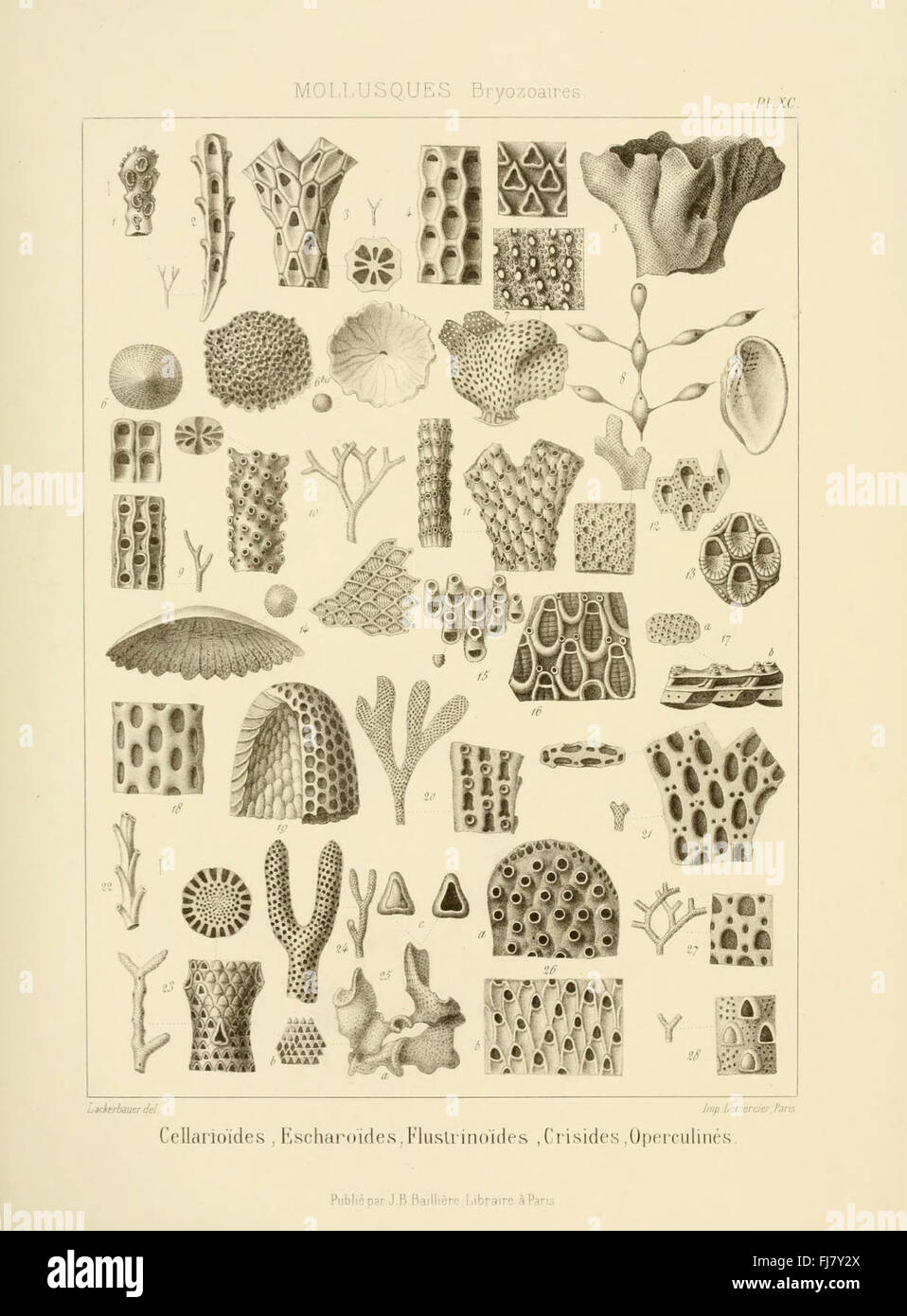 A detailed work on paleontology, featuring fossil illustrations and ...