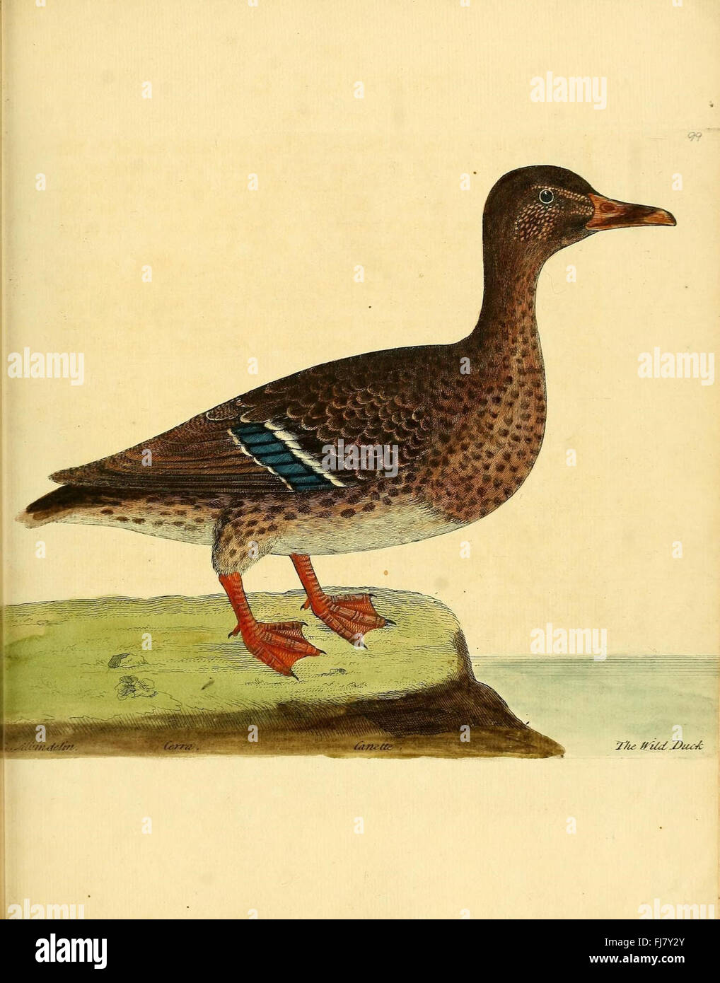 Birds, Natural history, Smithsonian Libraries, Early works to 1800 ...