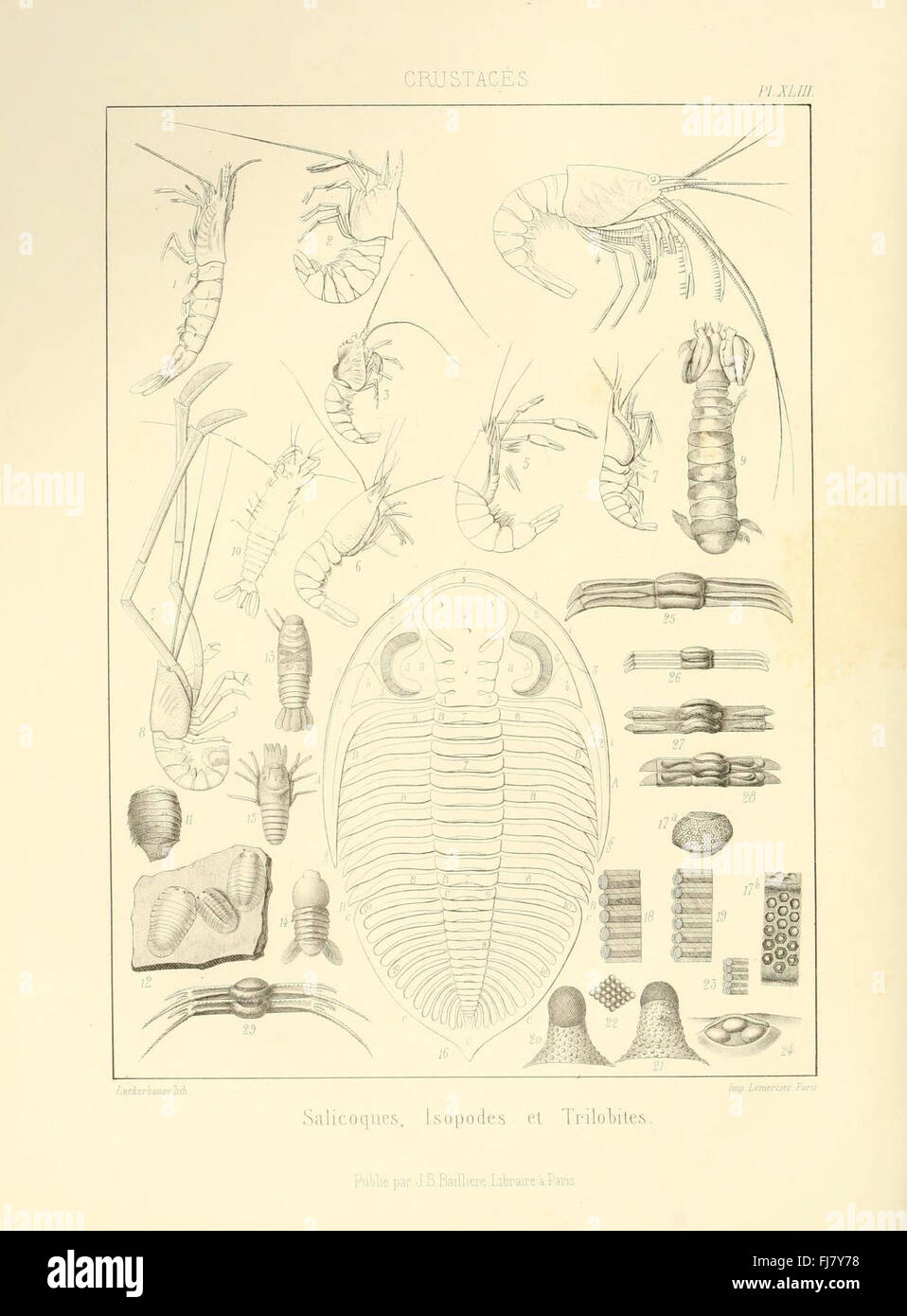 An illustrated paleontology study focusing on fossil species and their ...
