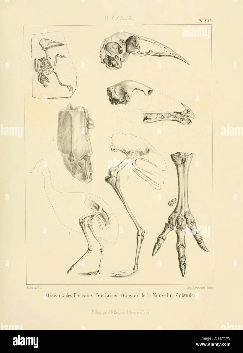 A paleontological work featuring a detailed illustration and ...