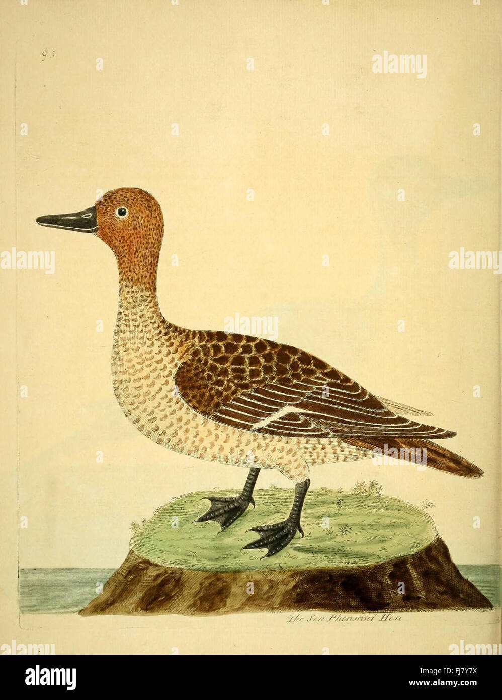 A natural history of birds (Numb. XCV Stock Photo - Alamy