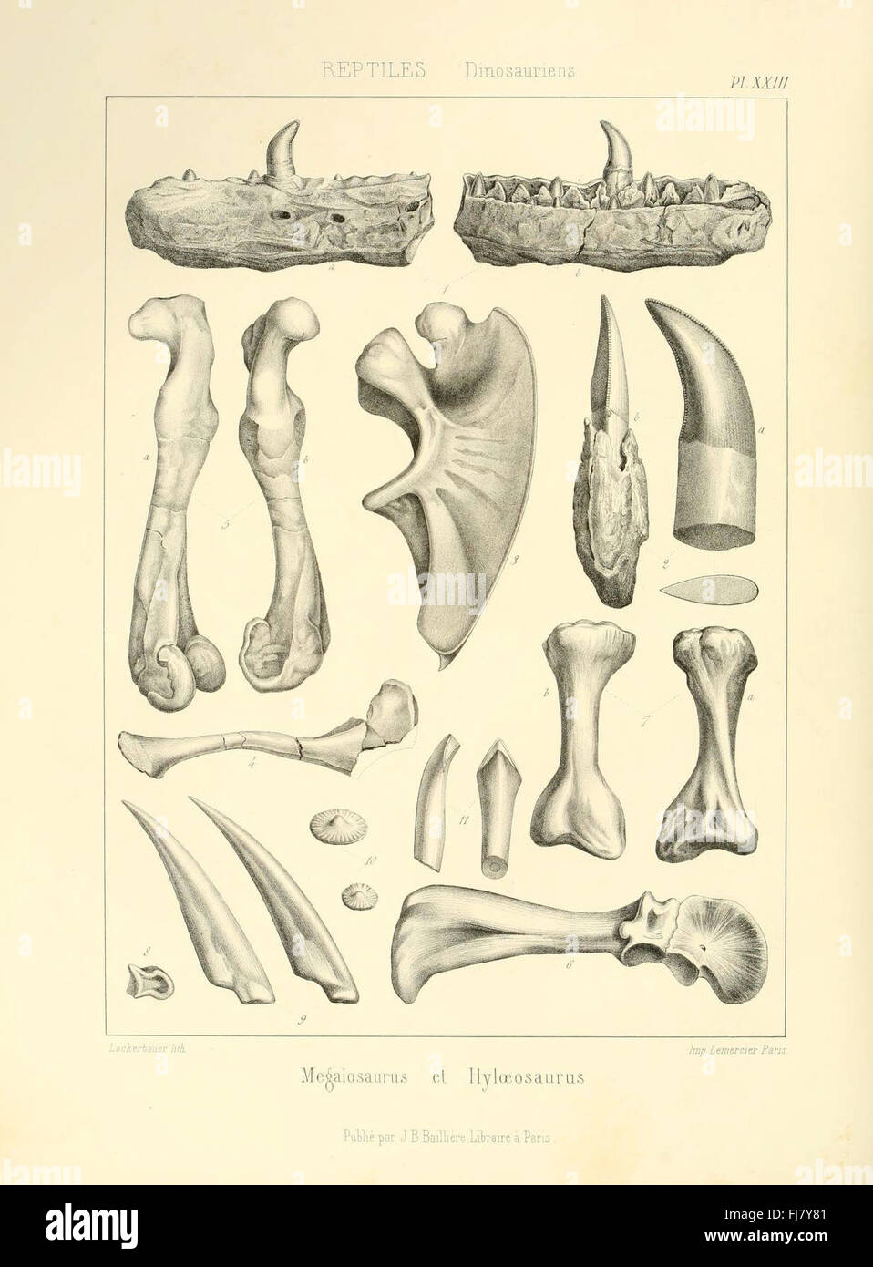 A comprehensive work on paleontology, focusing on fossils, featuring ...
