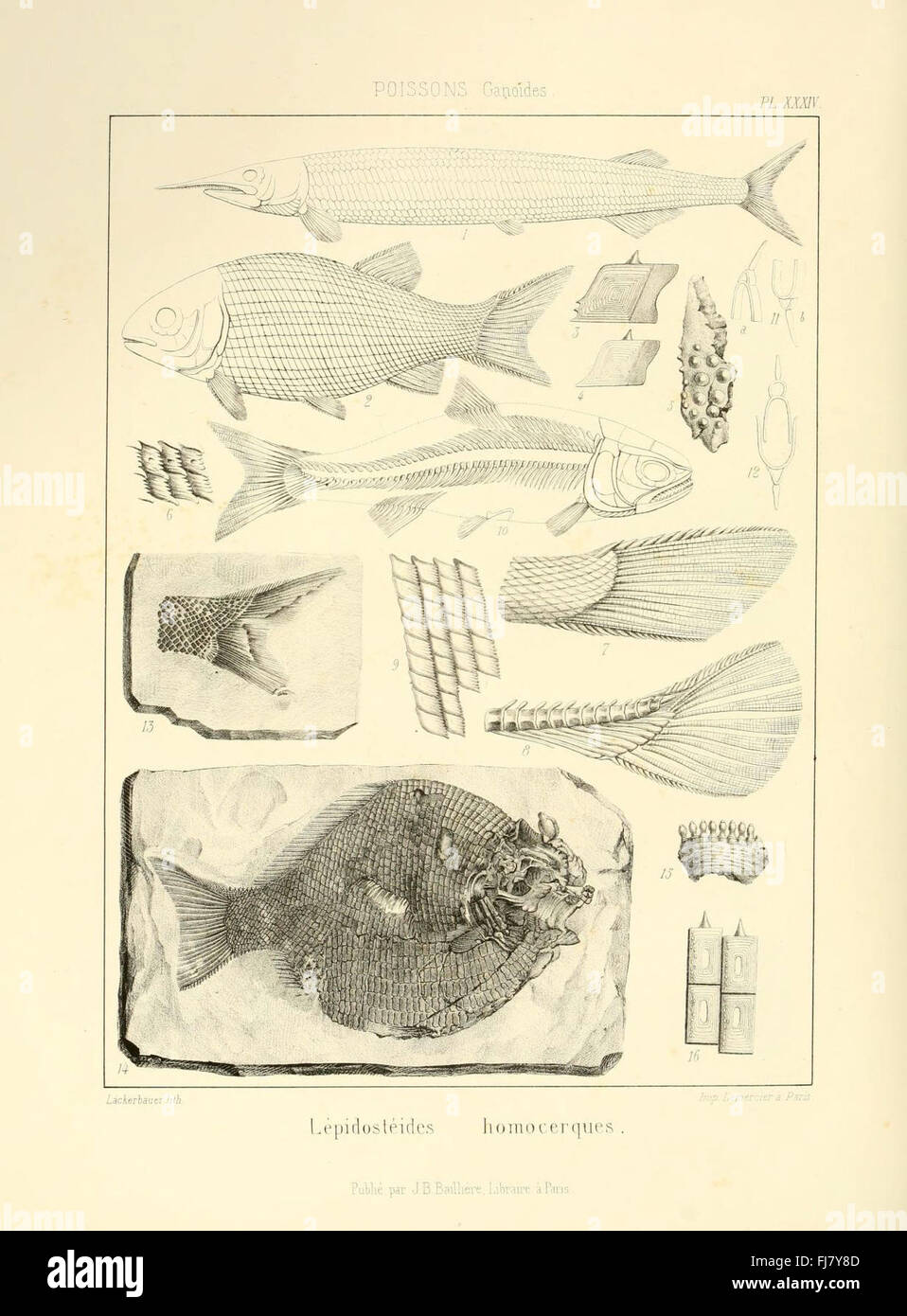 A paleontological work examining fossils, particularly focusing on ...