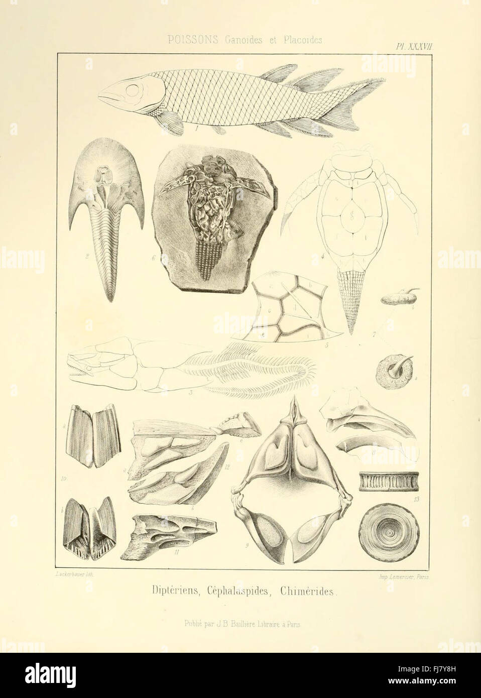 An illustration from a paleontological work, showcasing fossilized ...