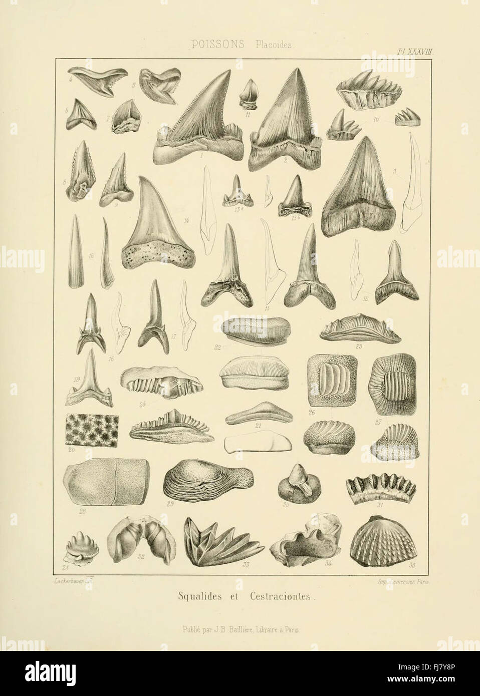 An in-depth paleontological work discussing various fossil species ...