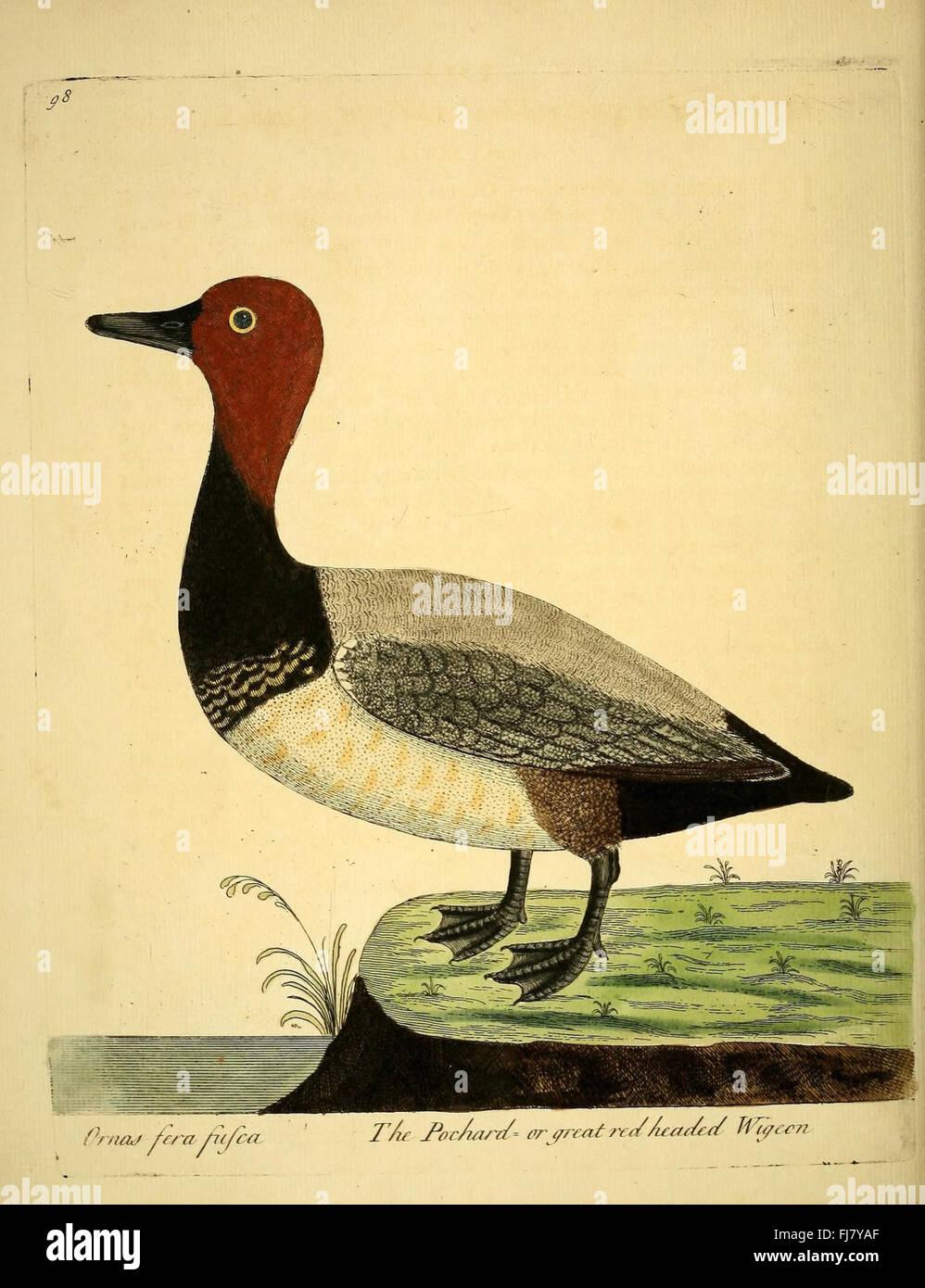 An early natural history work focusing on bird species, with detailed ...