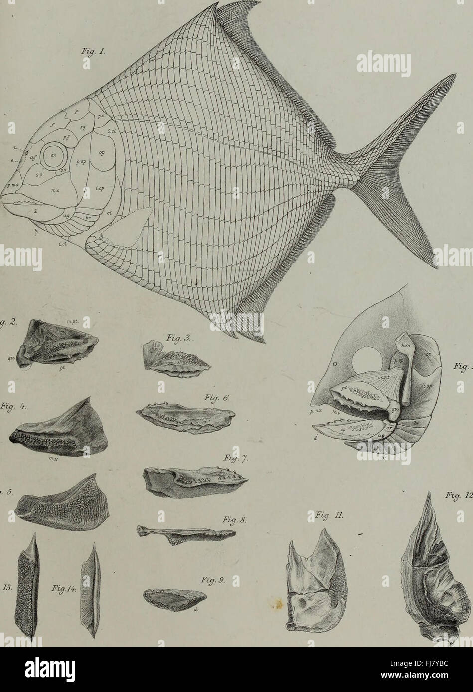 Scientific journal covering research in natural sciences, mathematics ...