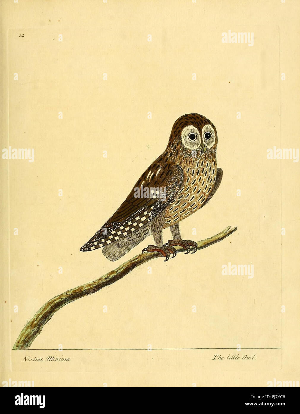 A natural history of birds (Numb. XII Stock Photo - Alamy