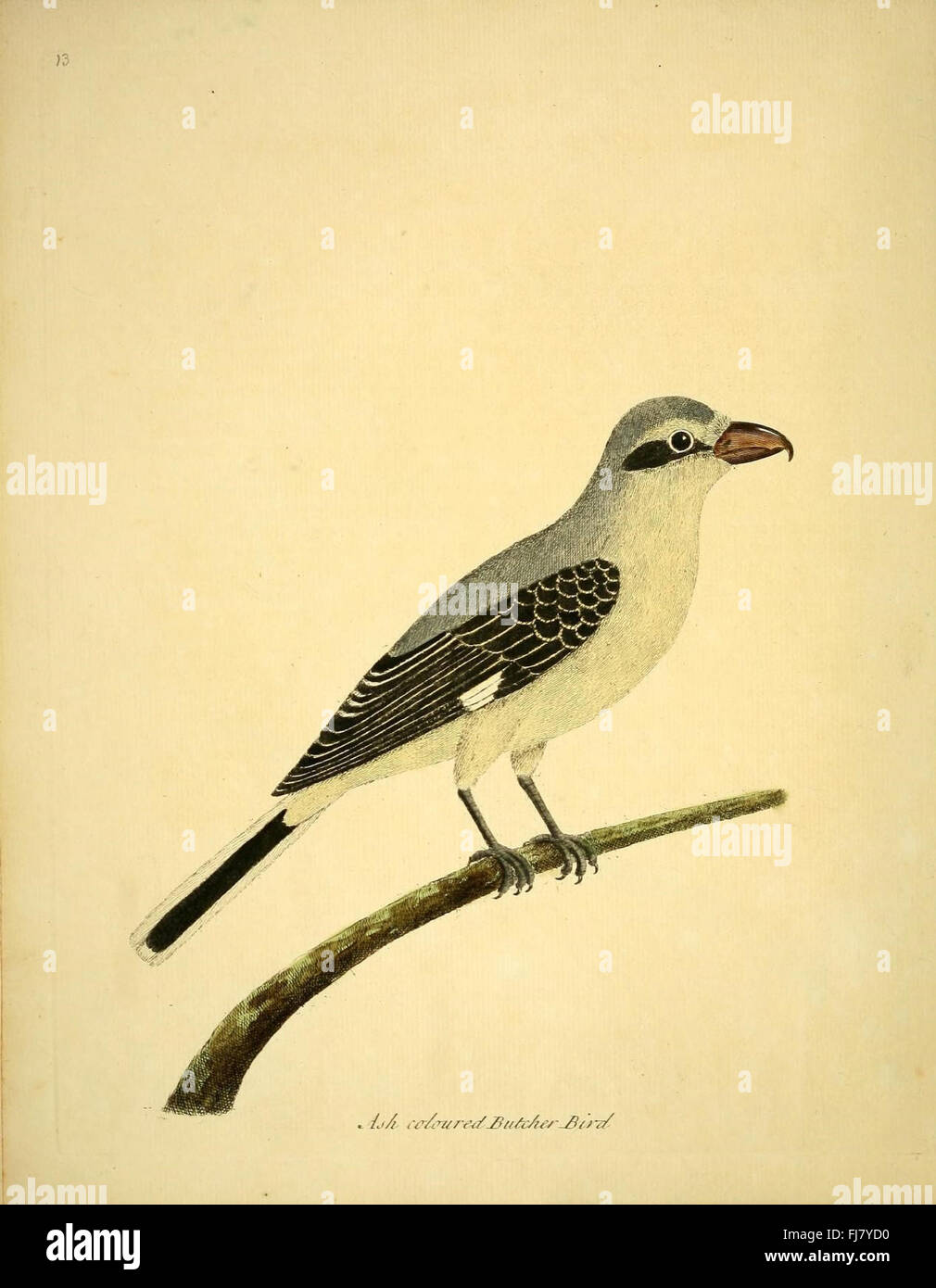 A natural history of birds (Numb. XIII): A comprehensive study on bird ...