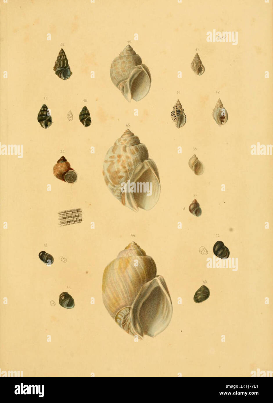 Historical mollusk collections hi-res stock photography and images - Alamy