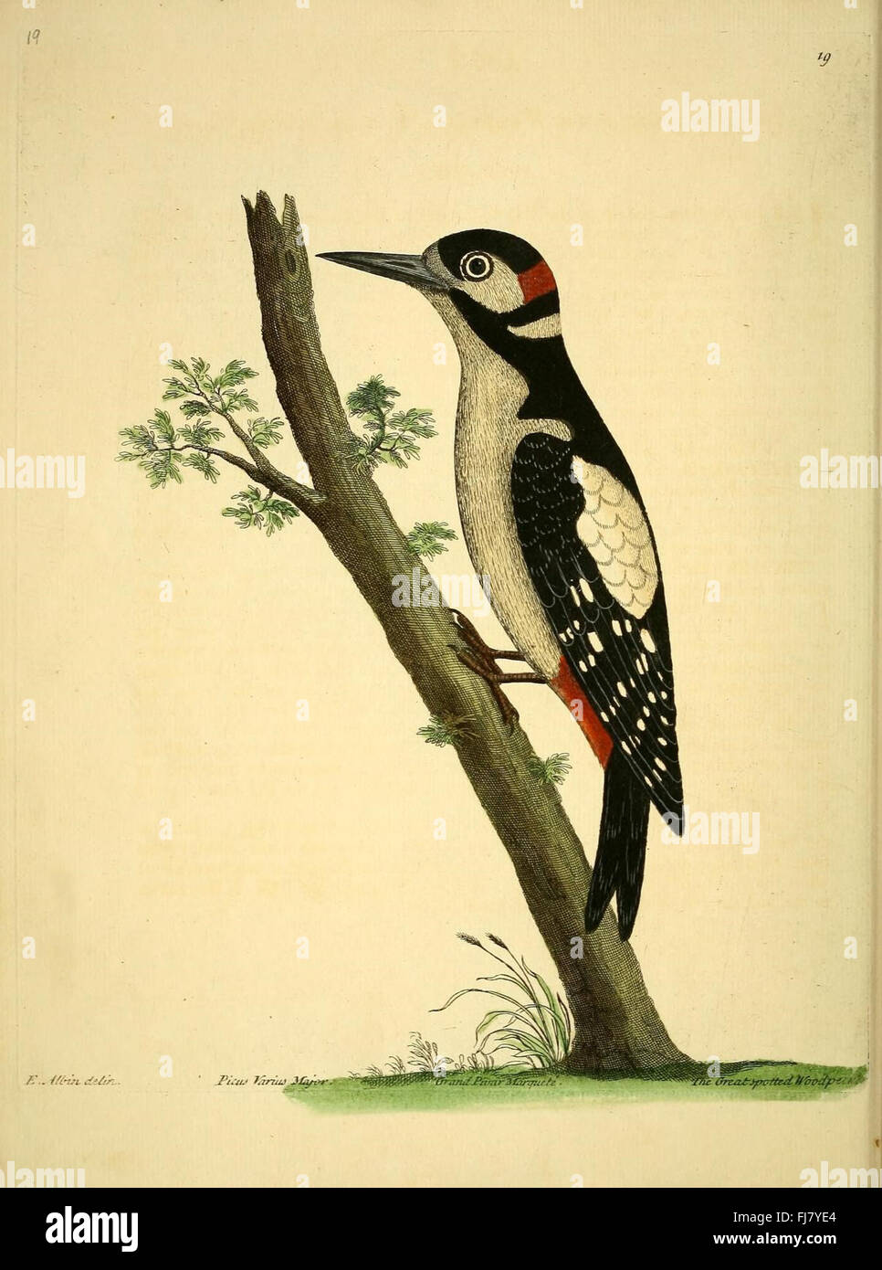 A natural history of birds (Numb. XIX) - A comprehensive study of birds ...