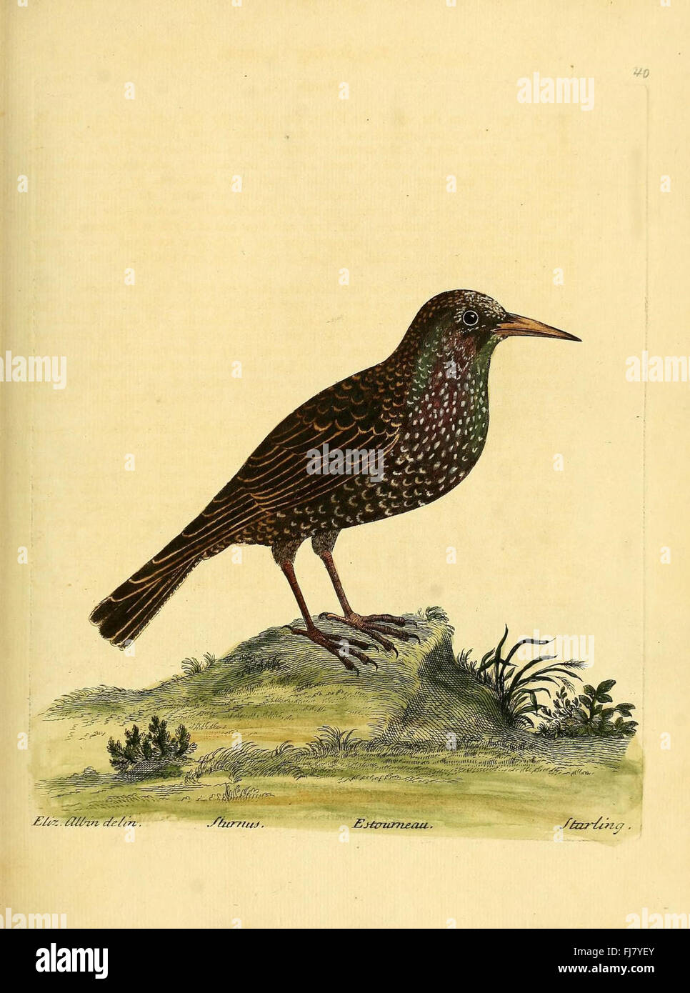 A natural history of birds, Number XL Stock Photo - Alamy