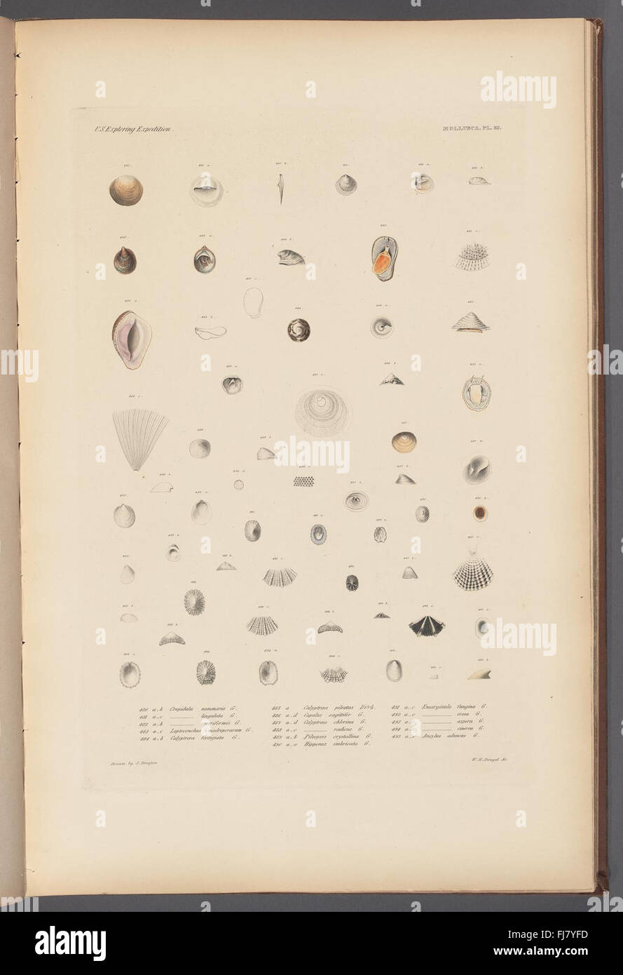 An illustration from the United States Exploring Expedition ...