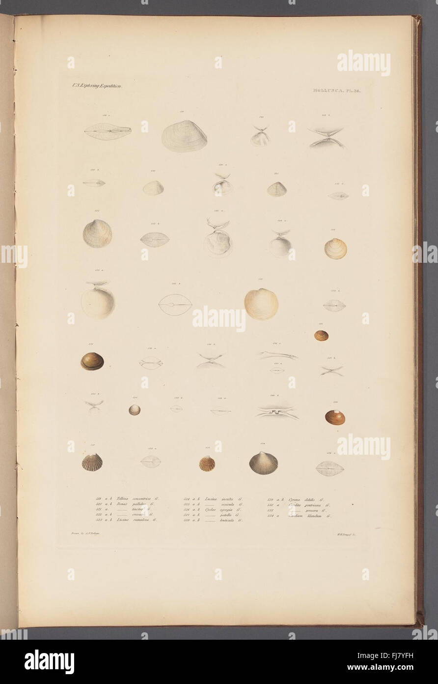 An illustration from the United States Exploring Expedition, Plate 36 ...