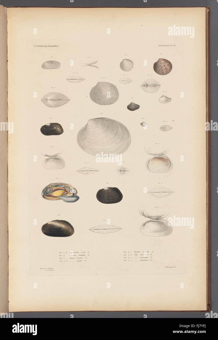 United States Exploring Expedition, Plate 37, Mollusks, Harvard ...