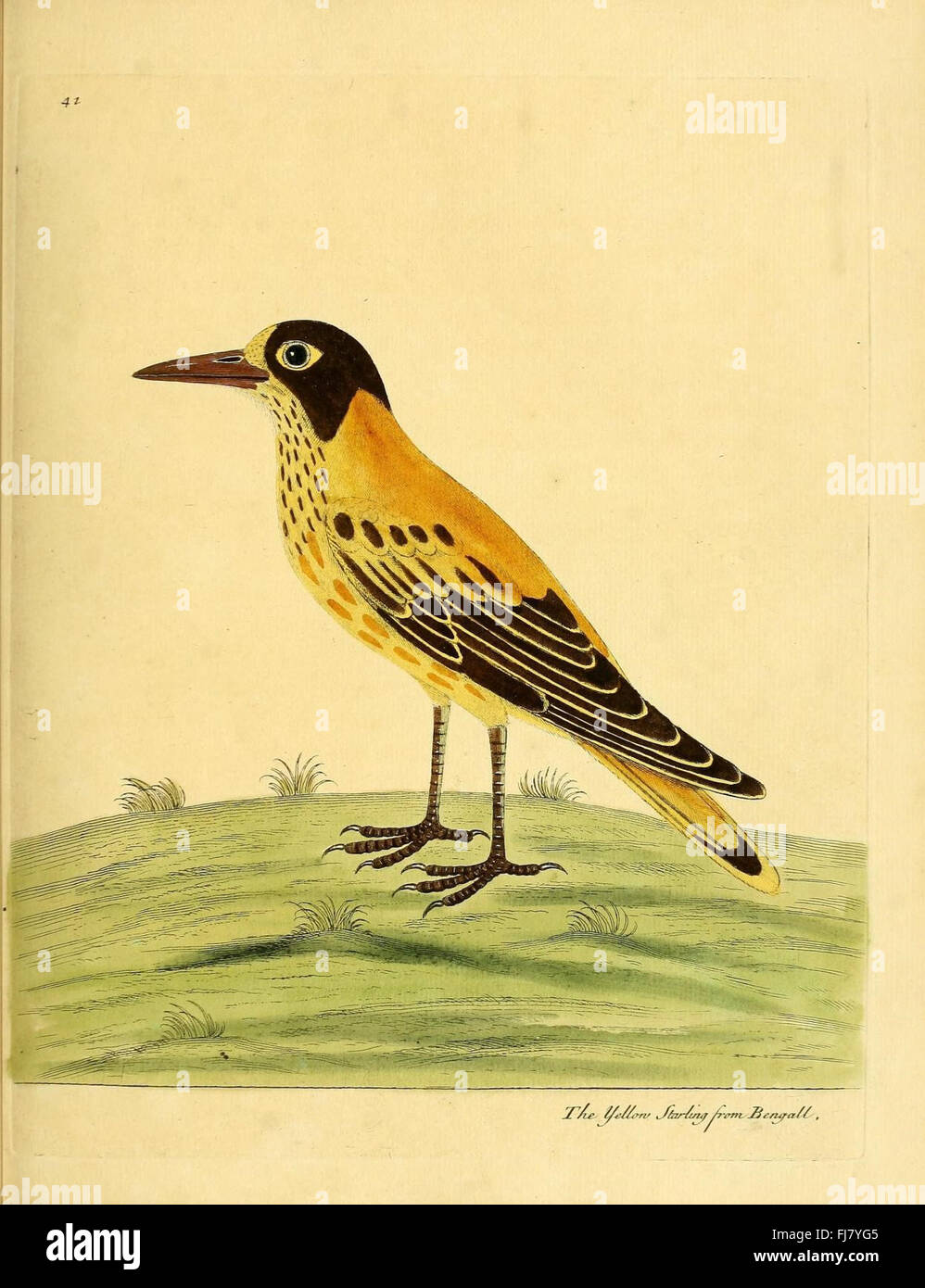 Early ornithological studies provide insight into bird species, their ...