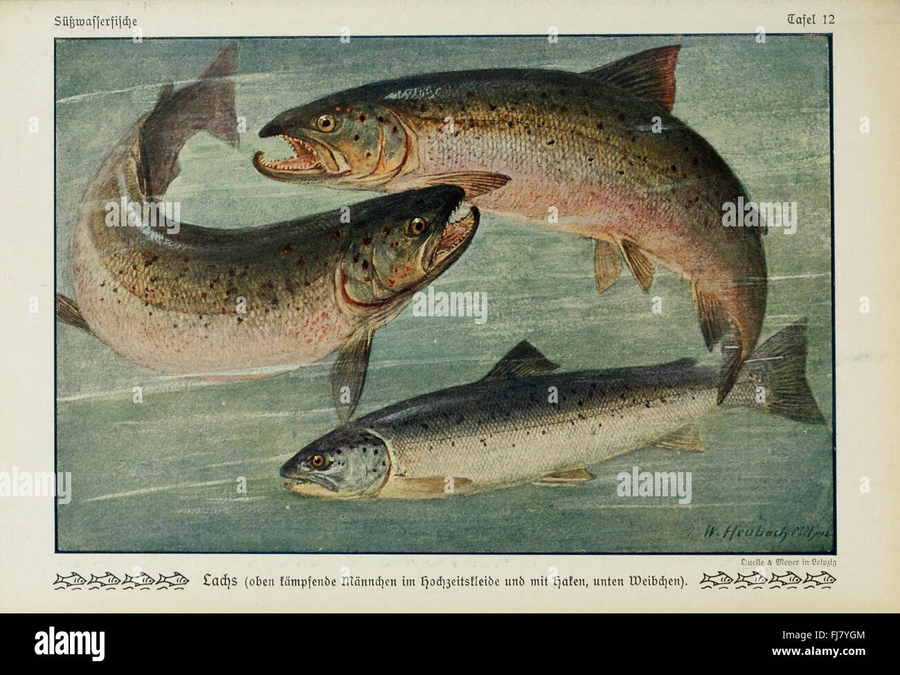 Freshwater fish classification hi-res stock photography and images - Alamy