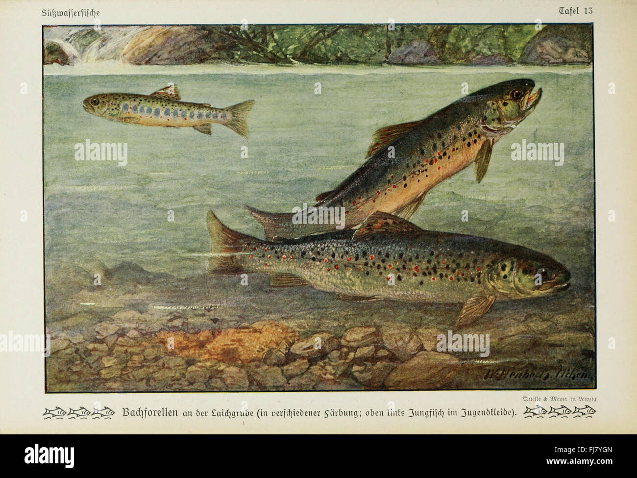 Pictorial works fish hi-res stock photography and images - Alamy