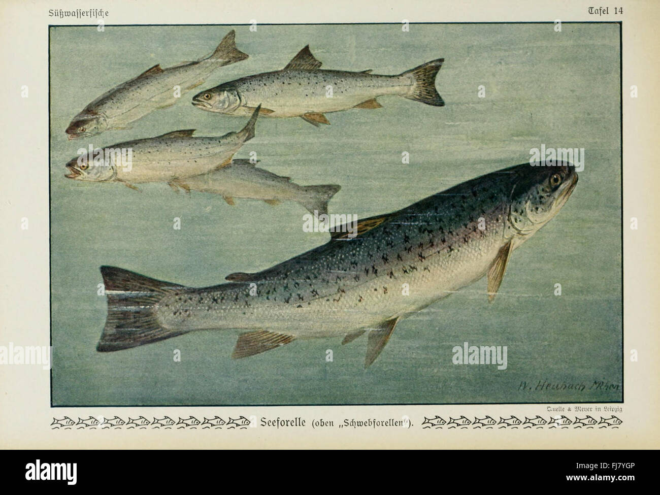 Unsere SC3BCC39Fwasserfische (Tafel 14 Stock Photo - Alamy