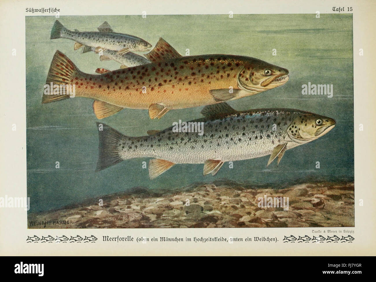 Unsere Süßwasserfische - Freshwater Fishes of Germany, Plate 15 Stock ...