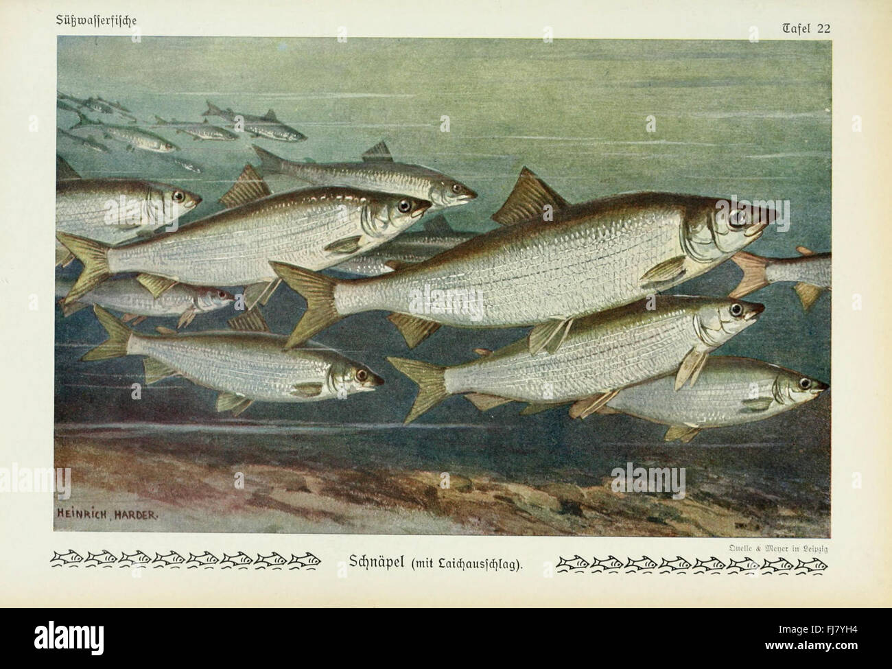 An illustration and classification of freshwater fish species in ...