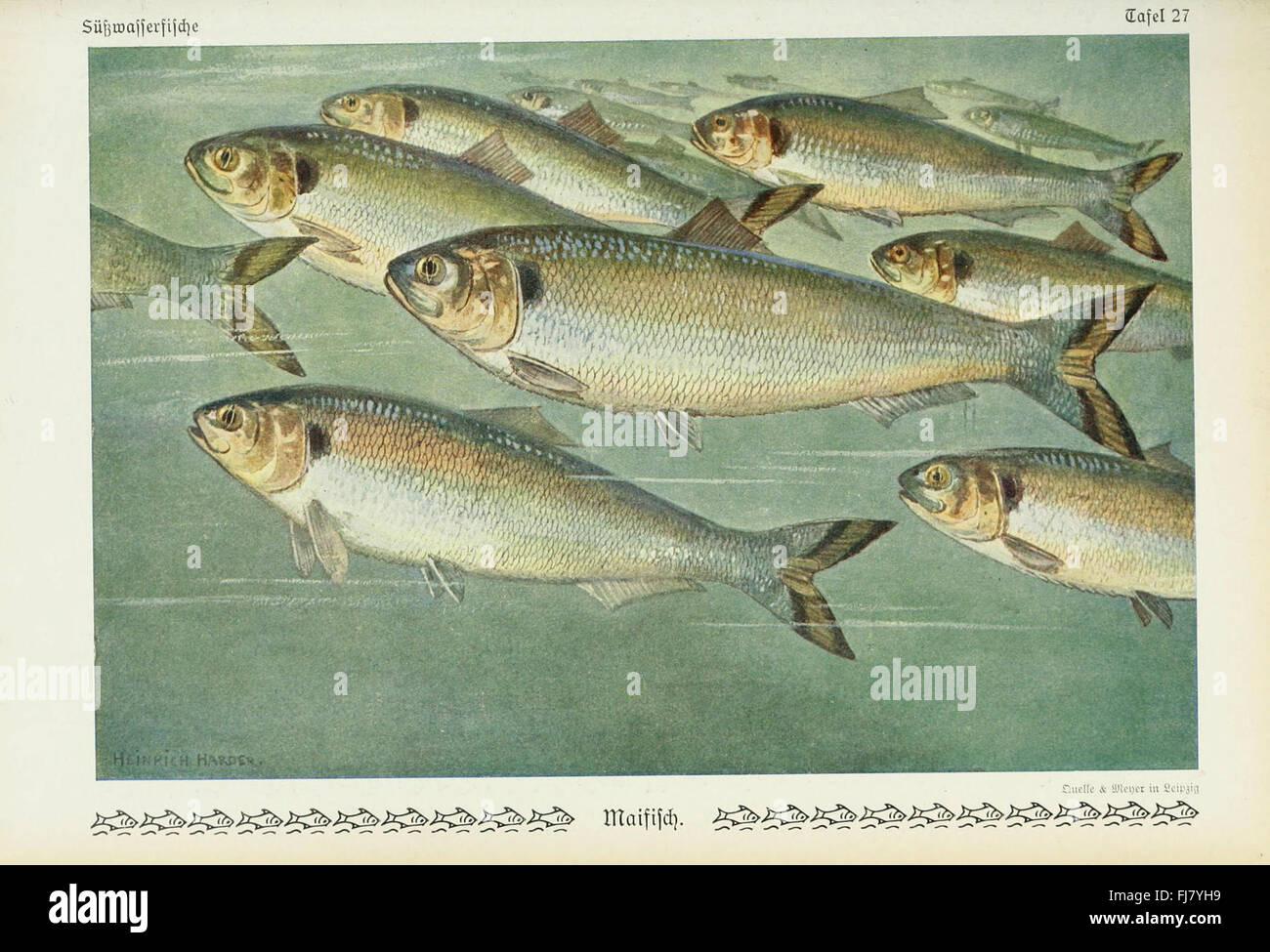 Unsere Süßwasserfische, a work on freshwater fish species in Germany ...