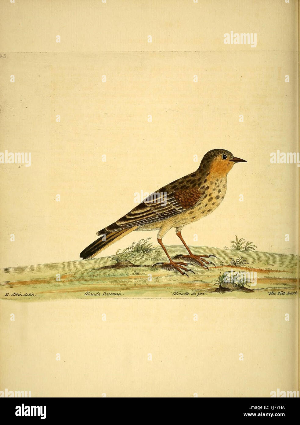 An illustration from 'A Natural History of Birds', Number XLIII ...