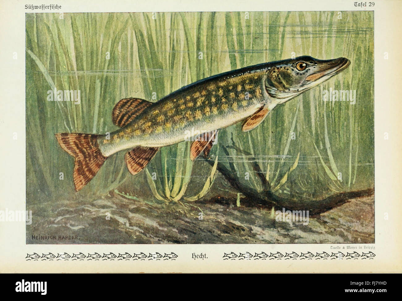 A detailed illustration of freshwater fish species from Germany ...
