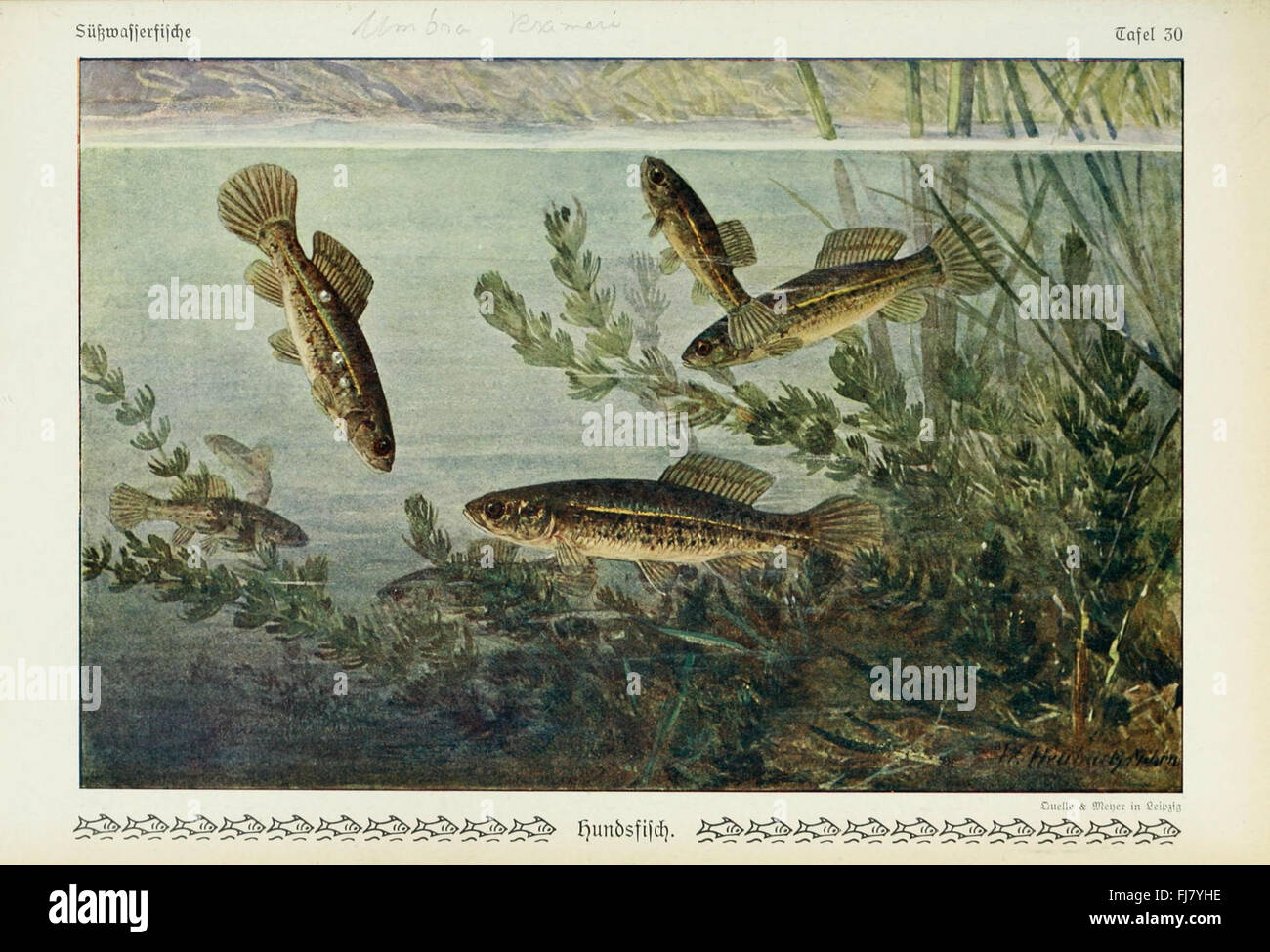 An illustration from 'Unsere Süßwasserfische,' Plate 30, depicting ...