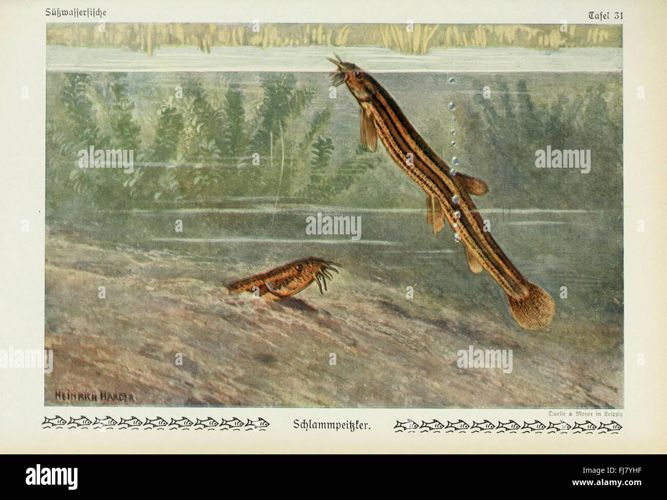 Freshwater species catalog hi-res stock photography and images - Alamy