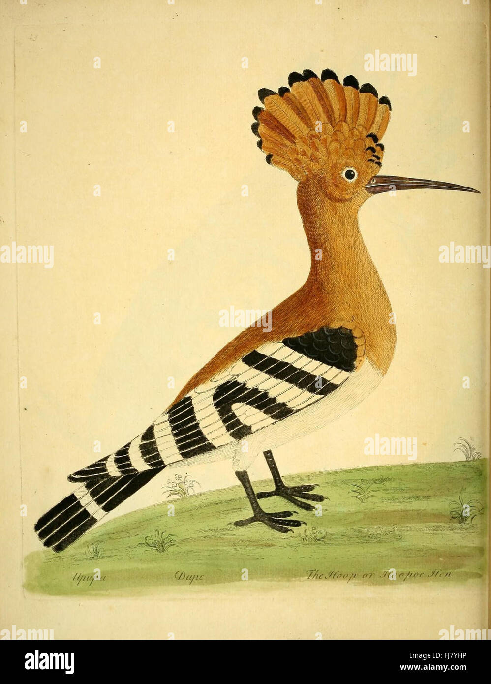 A Natural History of Birds (Numb. XLIII Stock Photo - Alamy