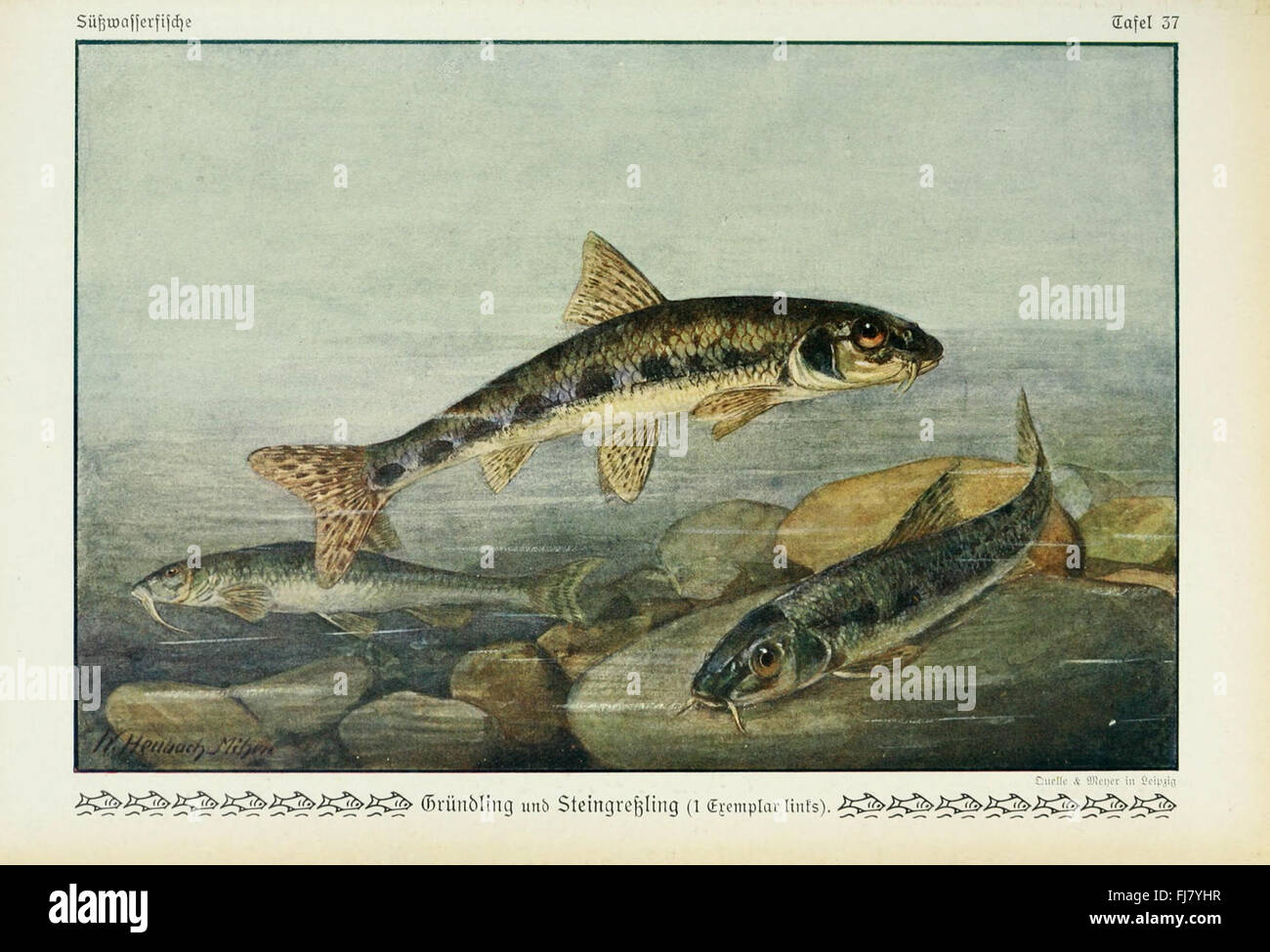 This illustration focuses on the freshwater fishes of Germany, offering ...