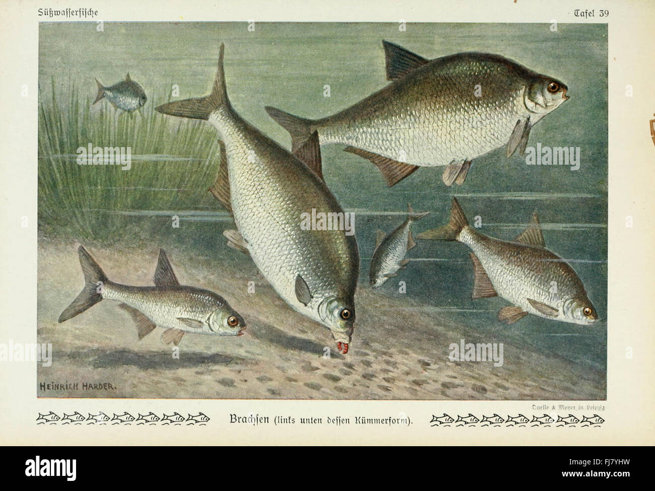 A German work on freshwater fish species, including detailed ...