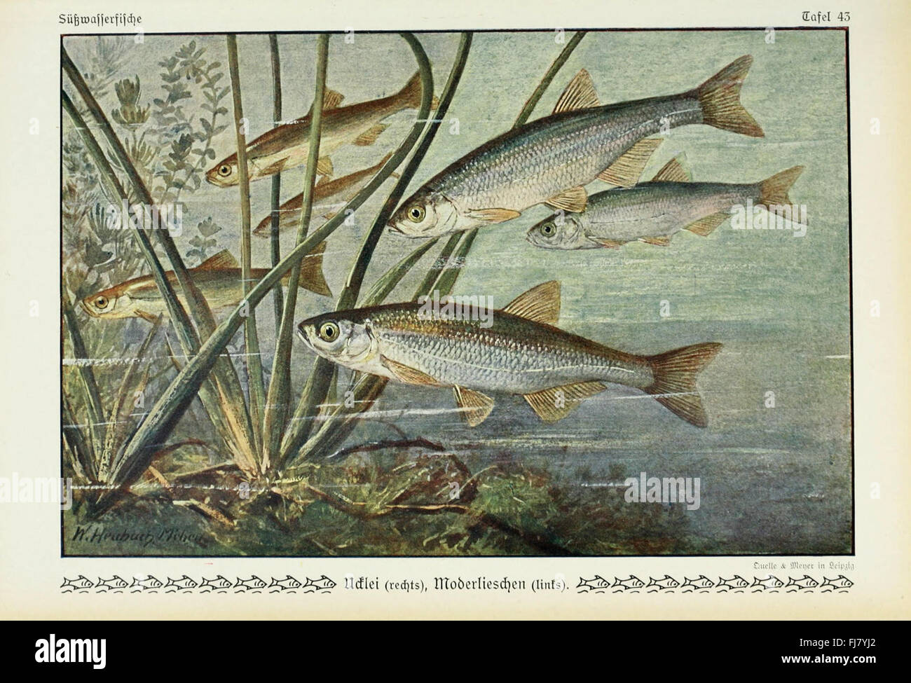 A German study depicting freshwater fish species, showcasing their ...