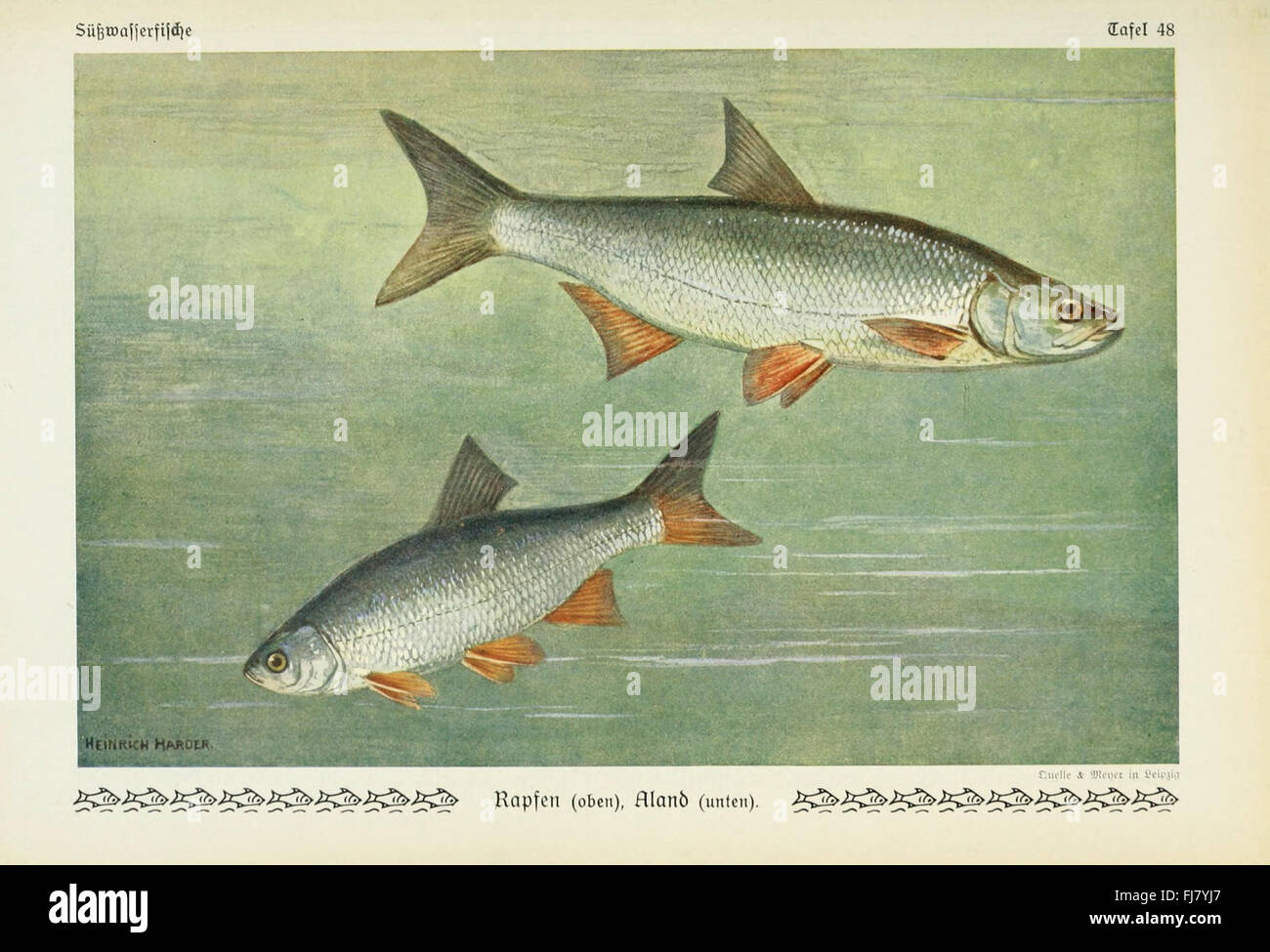 Freshwater Fishes (Plate 48), a German study on freshwater fish species ...