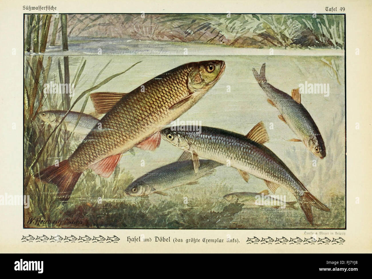 Table 49 of Our Freshwater Fish Species, from 19th-century ichthyology ...