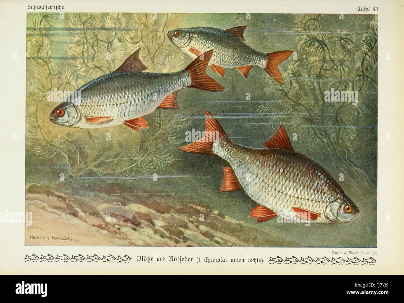 An illustration of freshwater fish species from Germany, focusing on ...