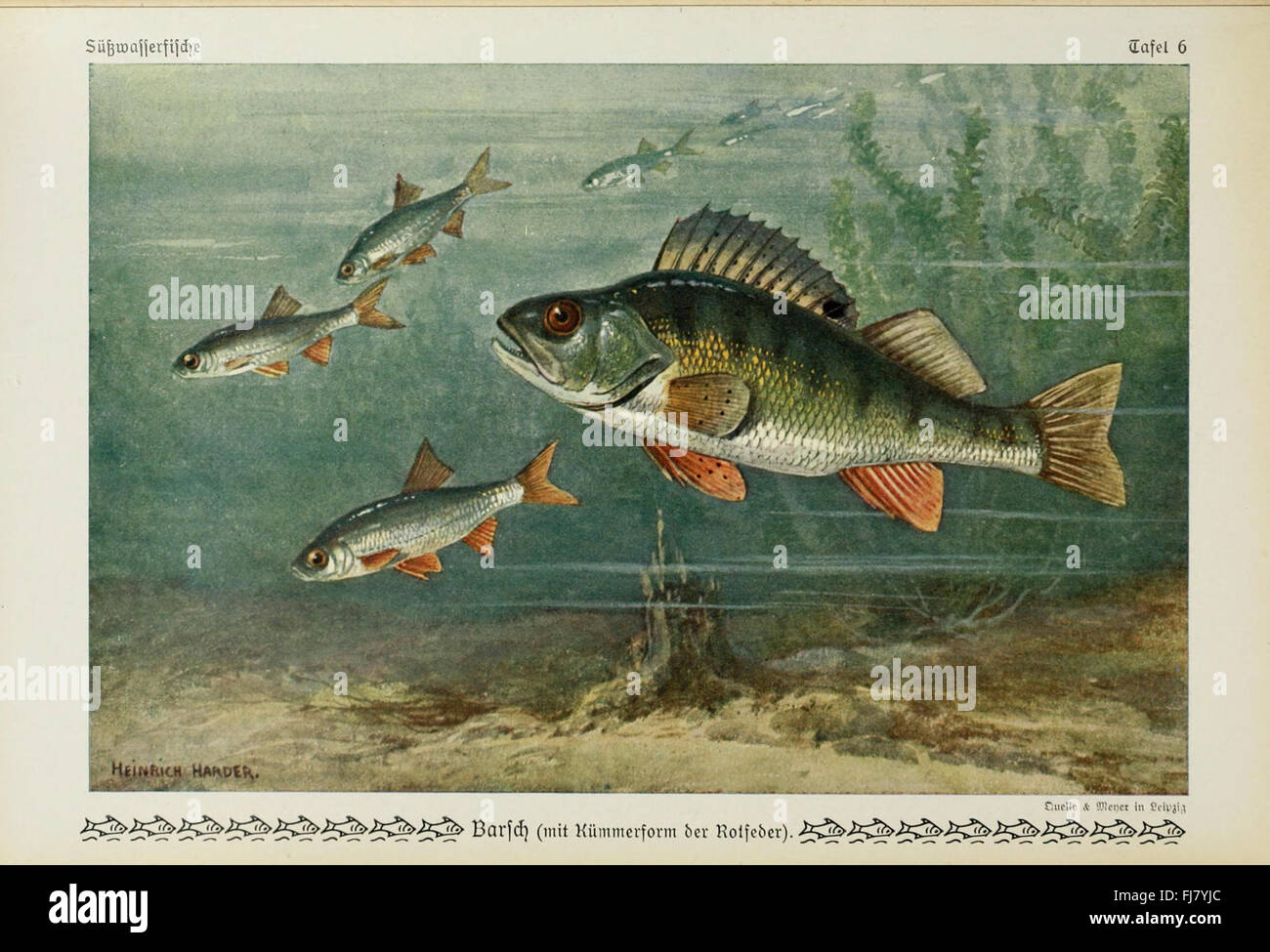 A detailed study of freshwater fish species in Germany, illustrated ...